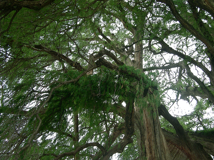 El Arbol del Tule – Via Negativa